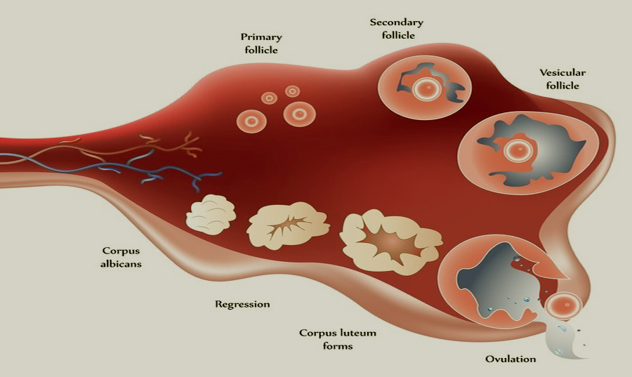 Todo lo que hay saber sobre la ovulación | Embarazo y Maternidad